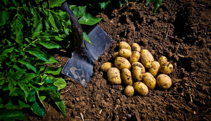Everything You Need to Know About Potato Grow Bags – The Bamboo Guy