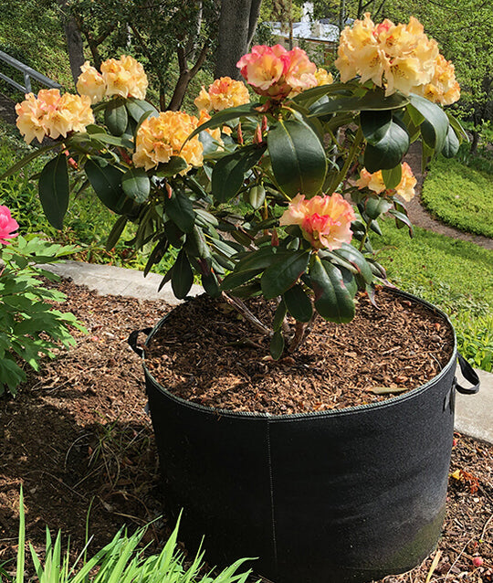 The Ultimate Guide to Grow Bags – Why, Where, And How Should You Use ...